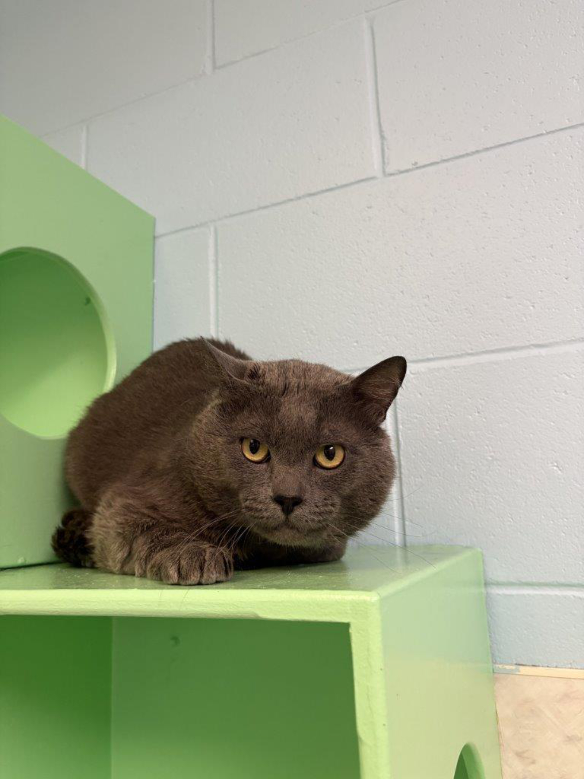 Abbotsford cat found in random home with rotting cast loses leg | Burns ...